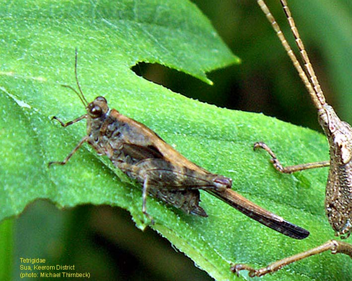 Papua Insects Foundation (Orthoptera/Tetrigidae thumbnails)